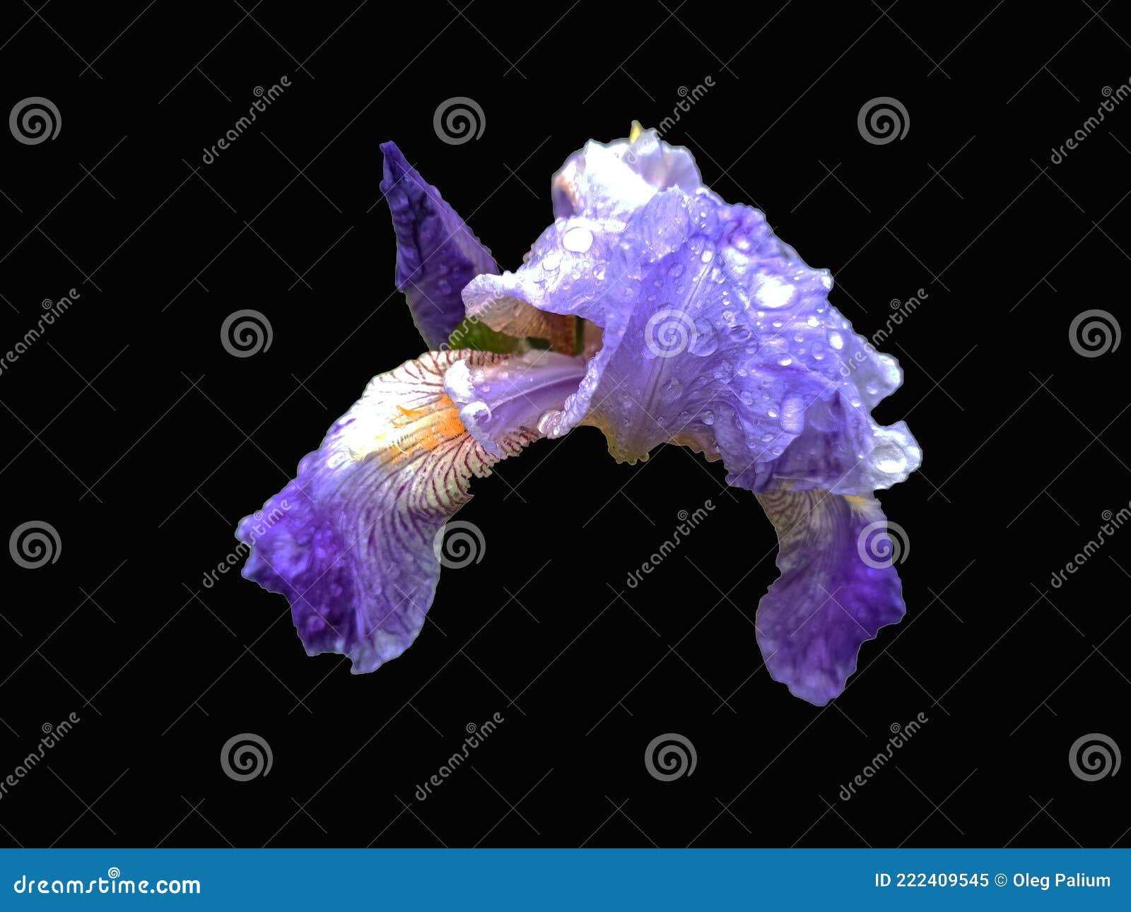 Flower Isolated on White Background Stock Image - Image of freshness ...