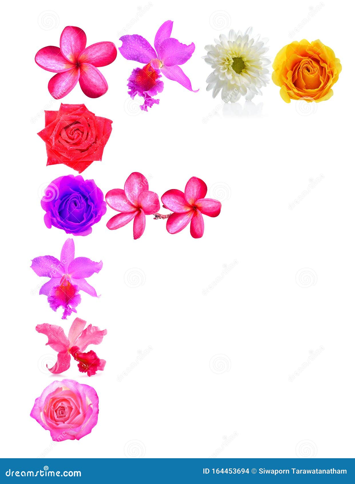Flower Isolated on White Background Stock Photo - Image of aromatic ...
