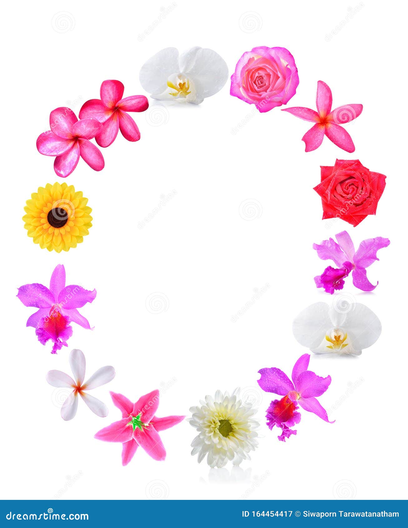 Flower Isolated on White Background Stock Image - Image of decoration ...