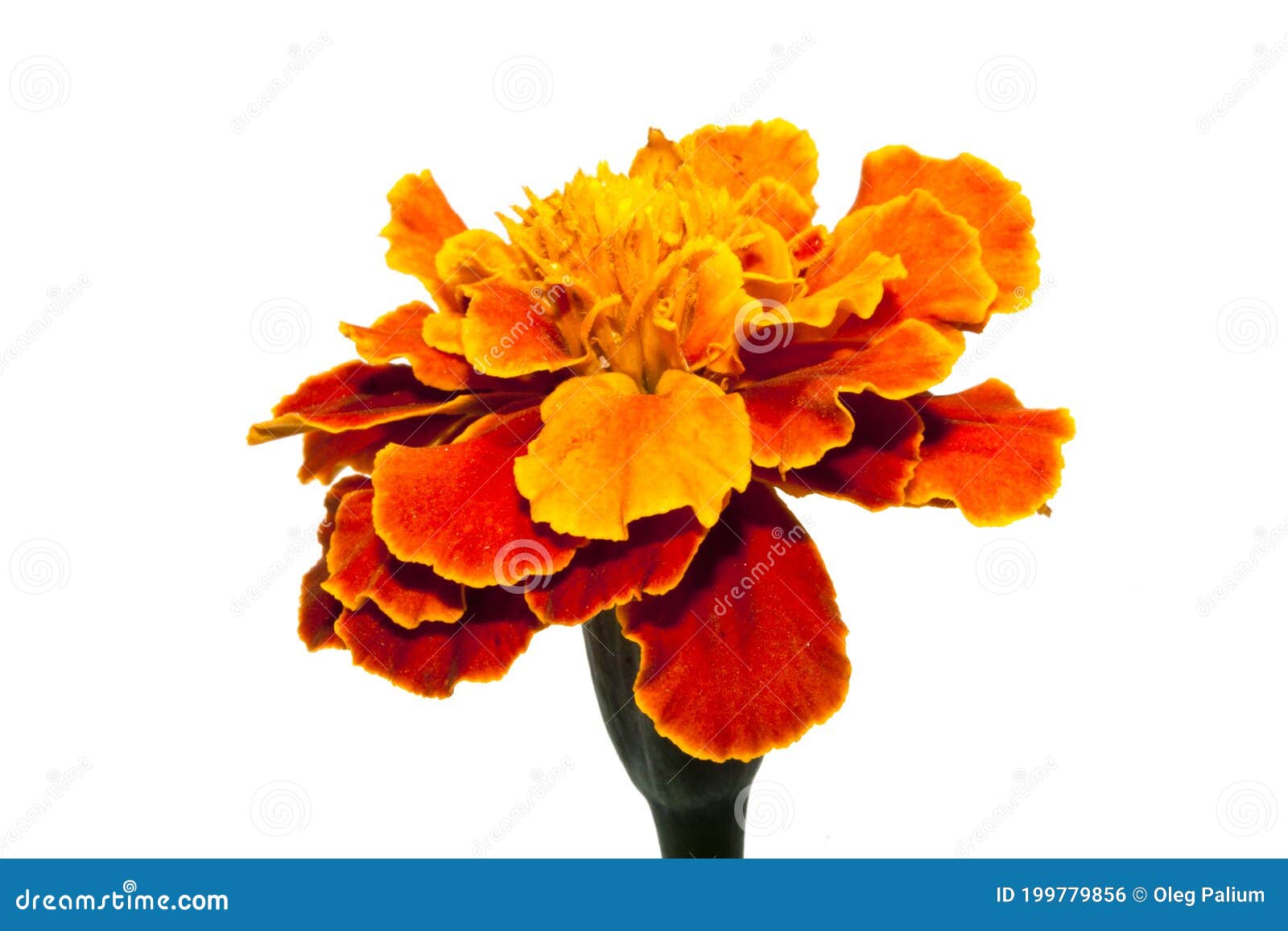 Flower Isolated on White Background Stock Photo - Image of close ...