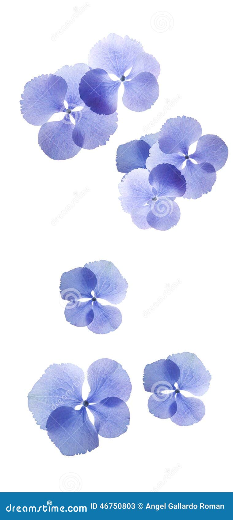 Flower Isolated White Background Stock Image - Image of stem, bouquet ...