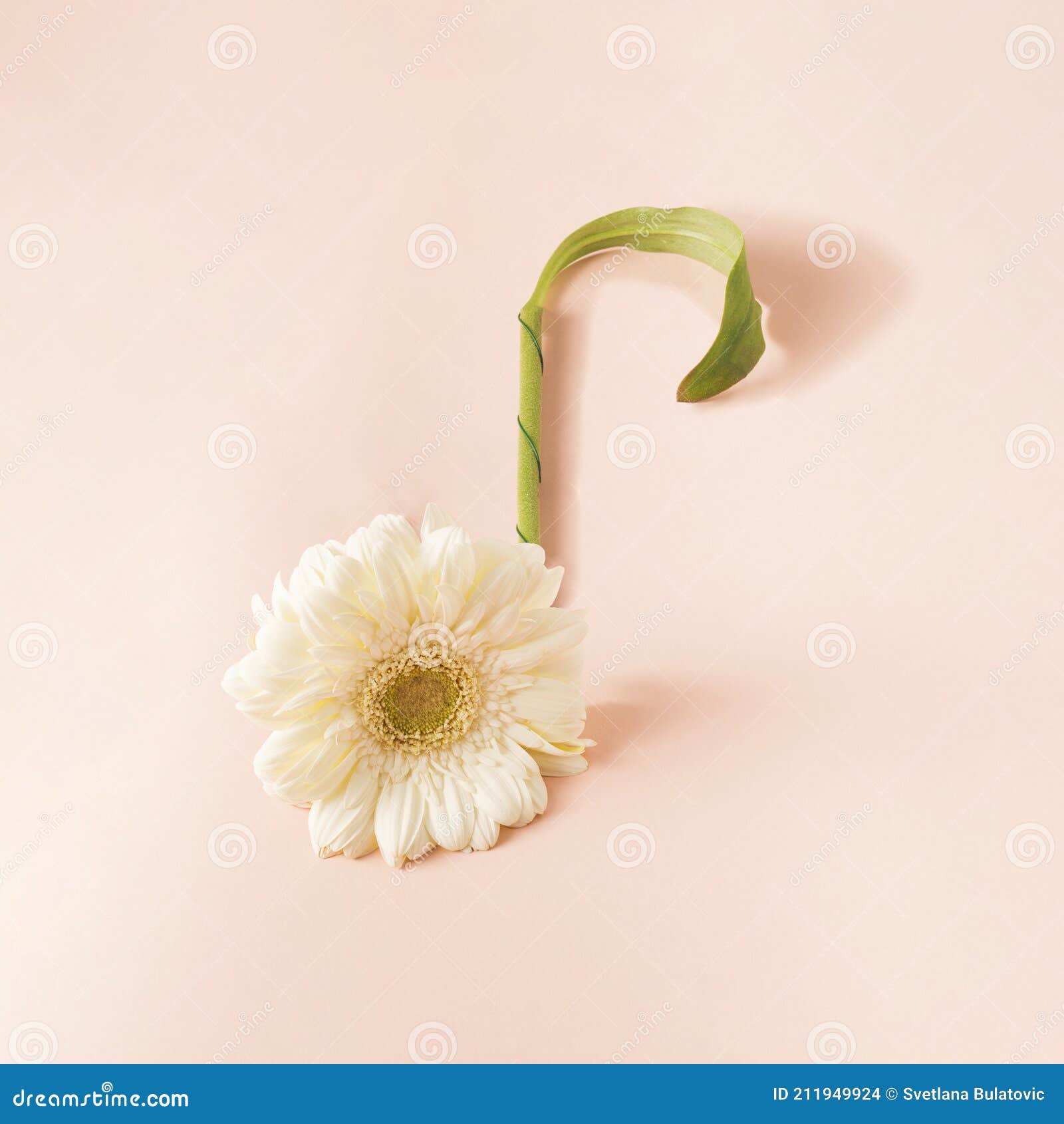 The Flower, Its Leaf and Branch Create the Shape of a Note. Gentle ...