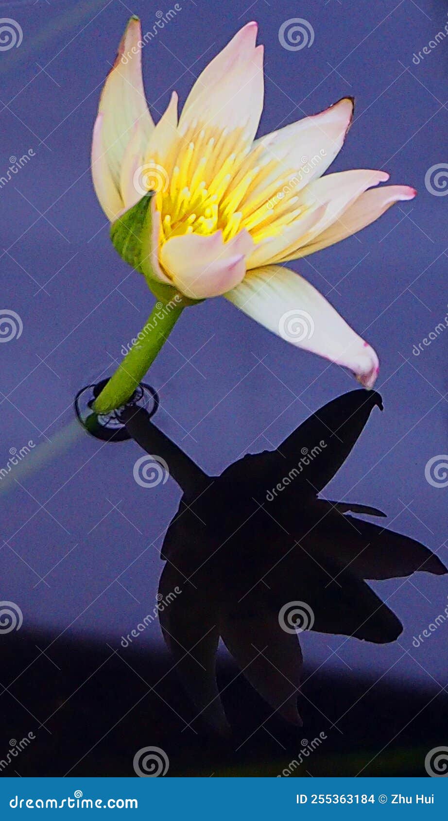 The Flower and Its Reflection Stock Photo - Image of reflection, leaf ...