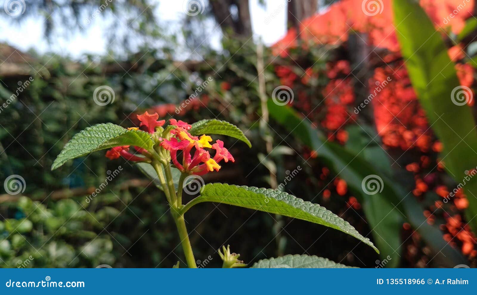 FLOWER stock photo. Image of flower, cotoful, smallflower - 135518966