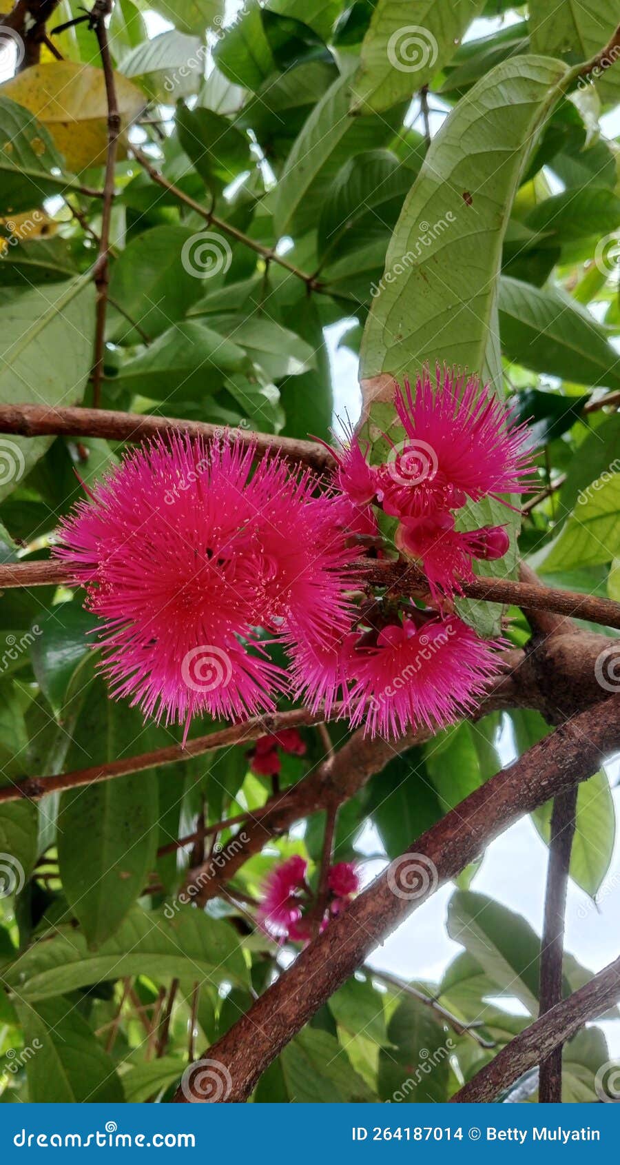 Flower of Jamaican jambu stock photo. Image of jambu - 264187014
