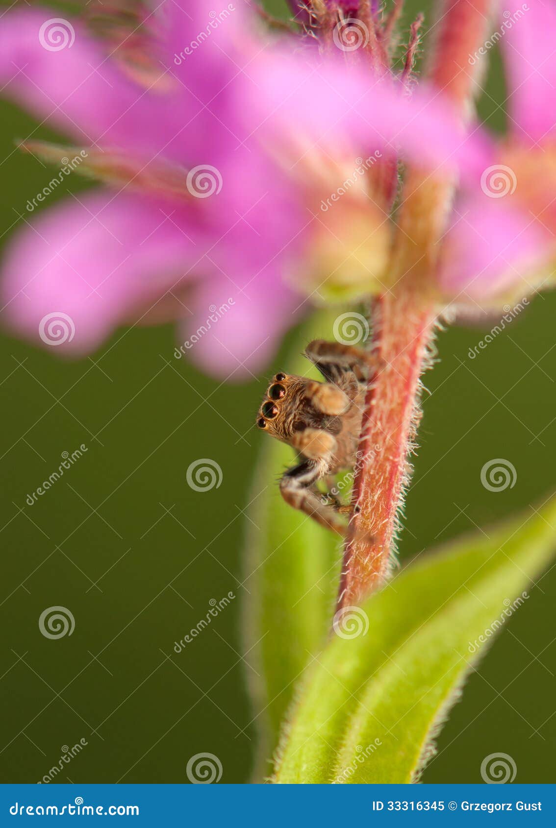 Flower and jumping spider stock image. Image of macro - 33316345