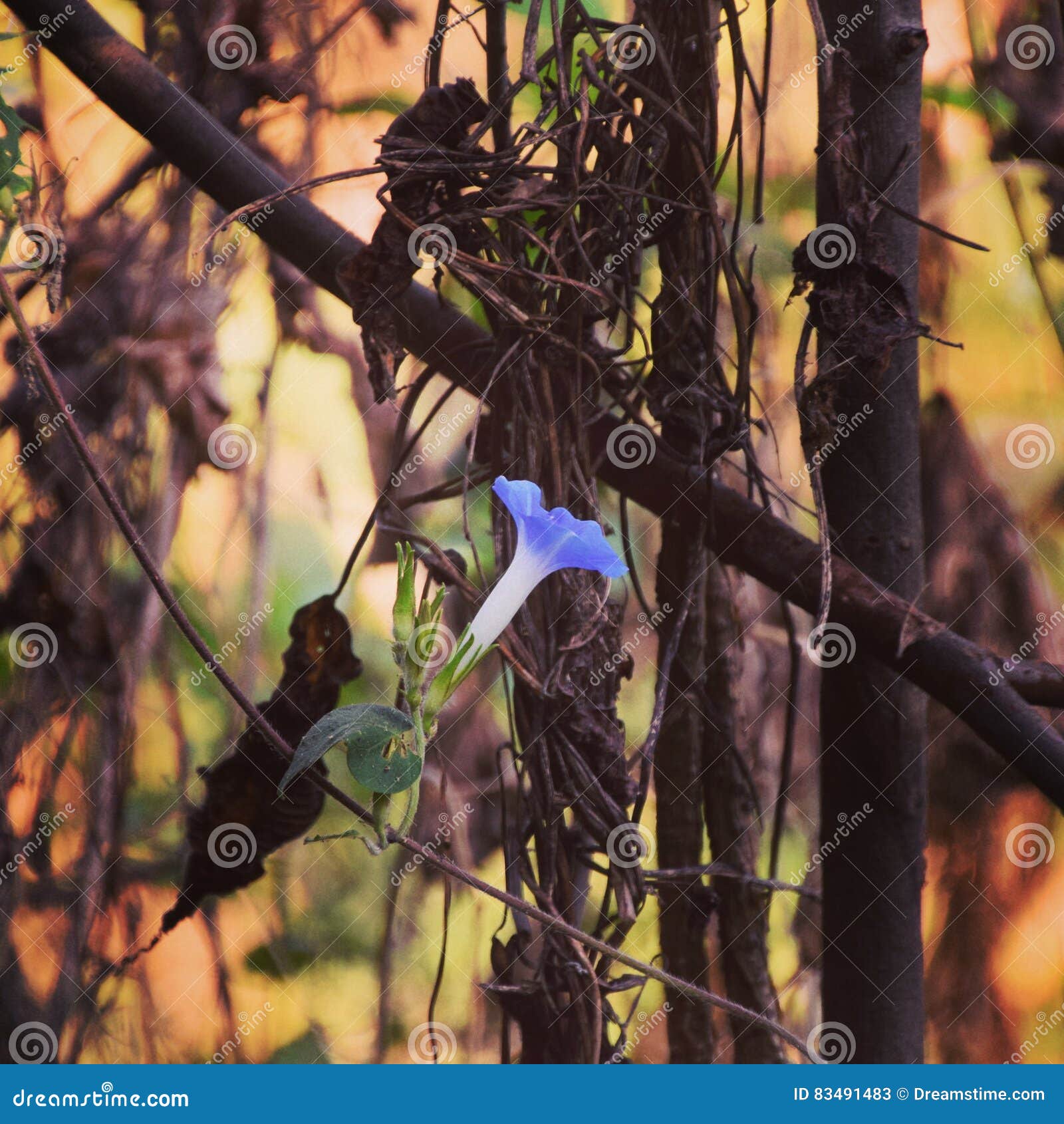 Flower in jungle stock image. Image of jungle, blue, flower - 83491483