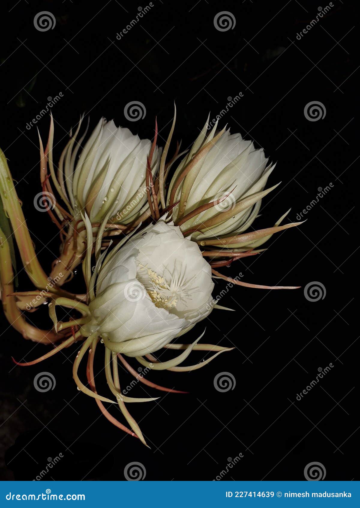 Flower kadupul stock image. Image of kadupul, white - 227414639