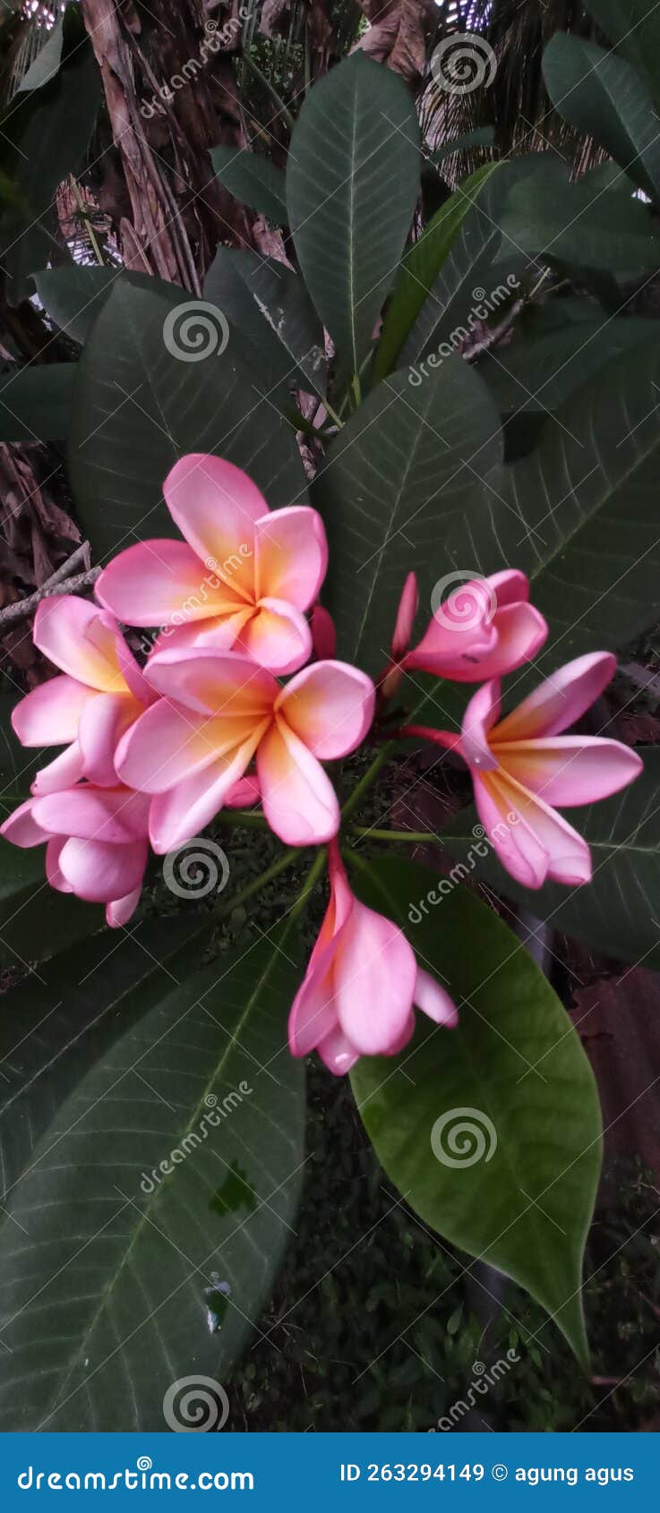 The flower kamboja stock image. Image of flower, purple - 263294149