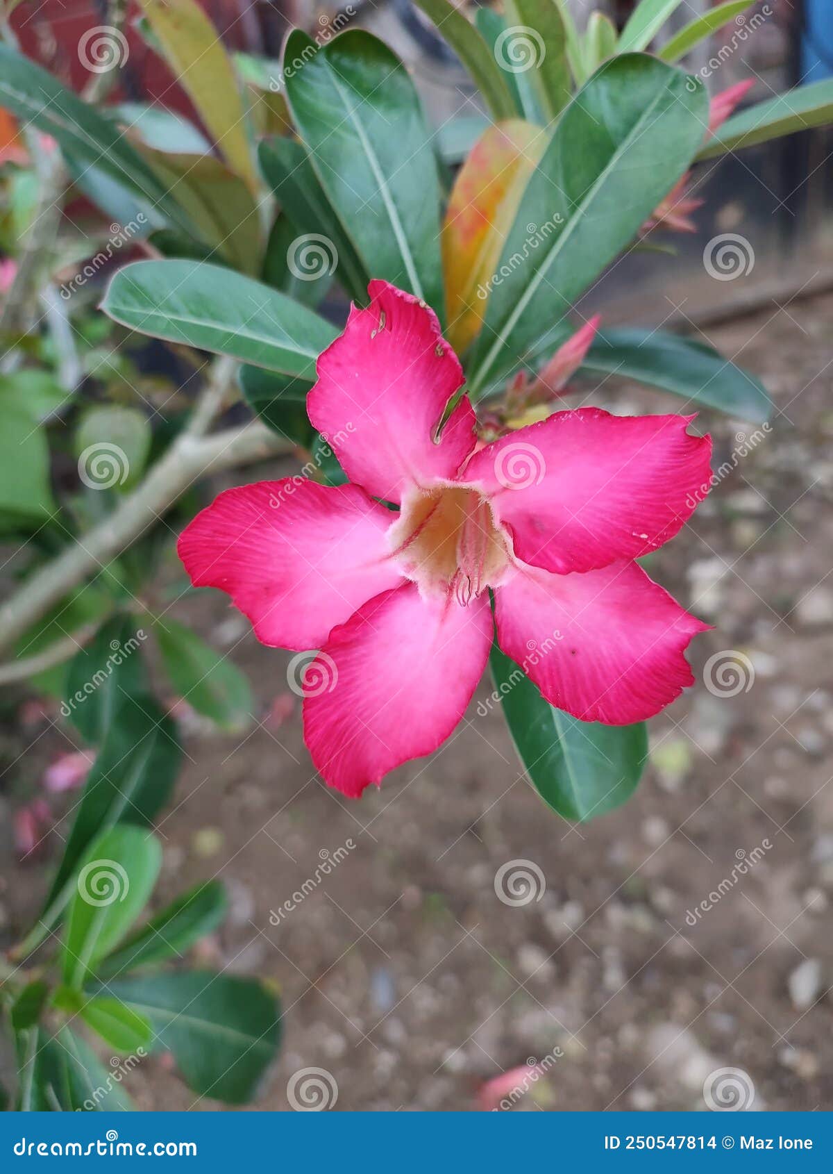 Flower kamboja stock photo. Image of flower, kamboja - 250547814