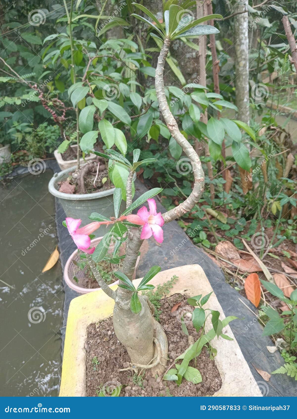 Flower Kamboja in the Garden House Stock Image - Image of flower ...