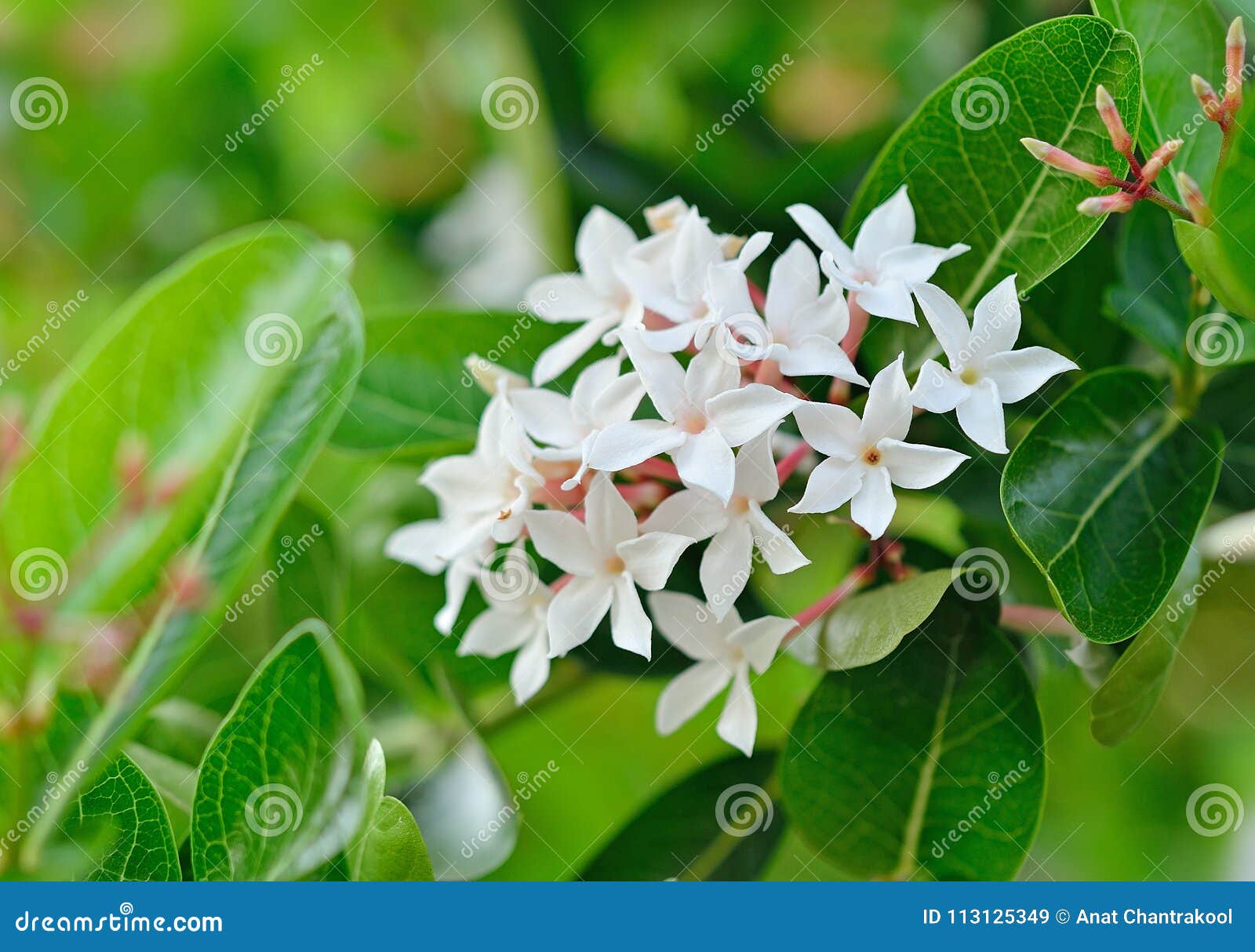Flower Karanda stock image. Image of stem, carissa, ripe - 113125349