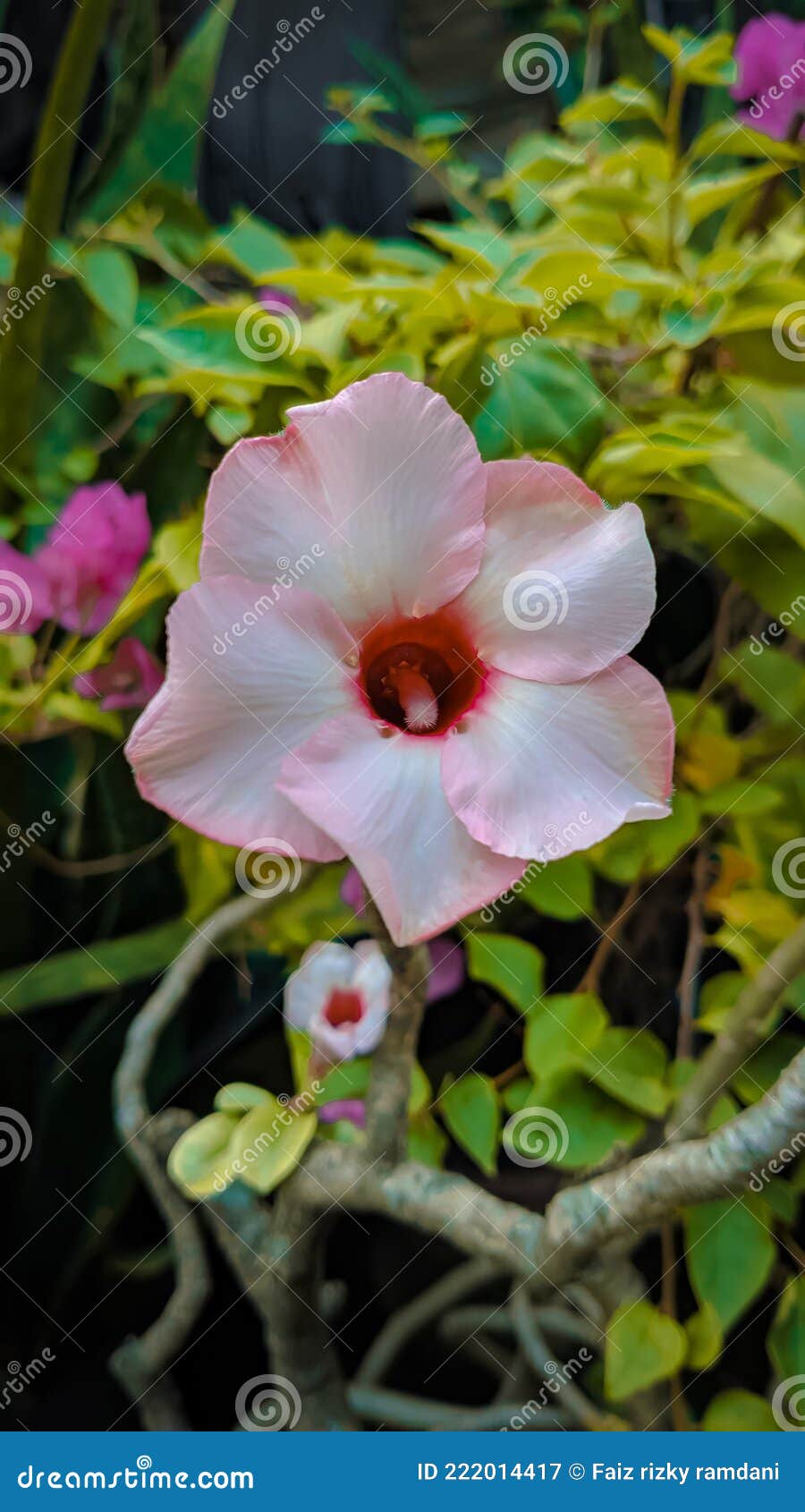 Flower Kembang Merah Stock Photos - Free & Royalty-Free Stock Photos ...