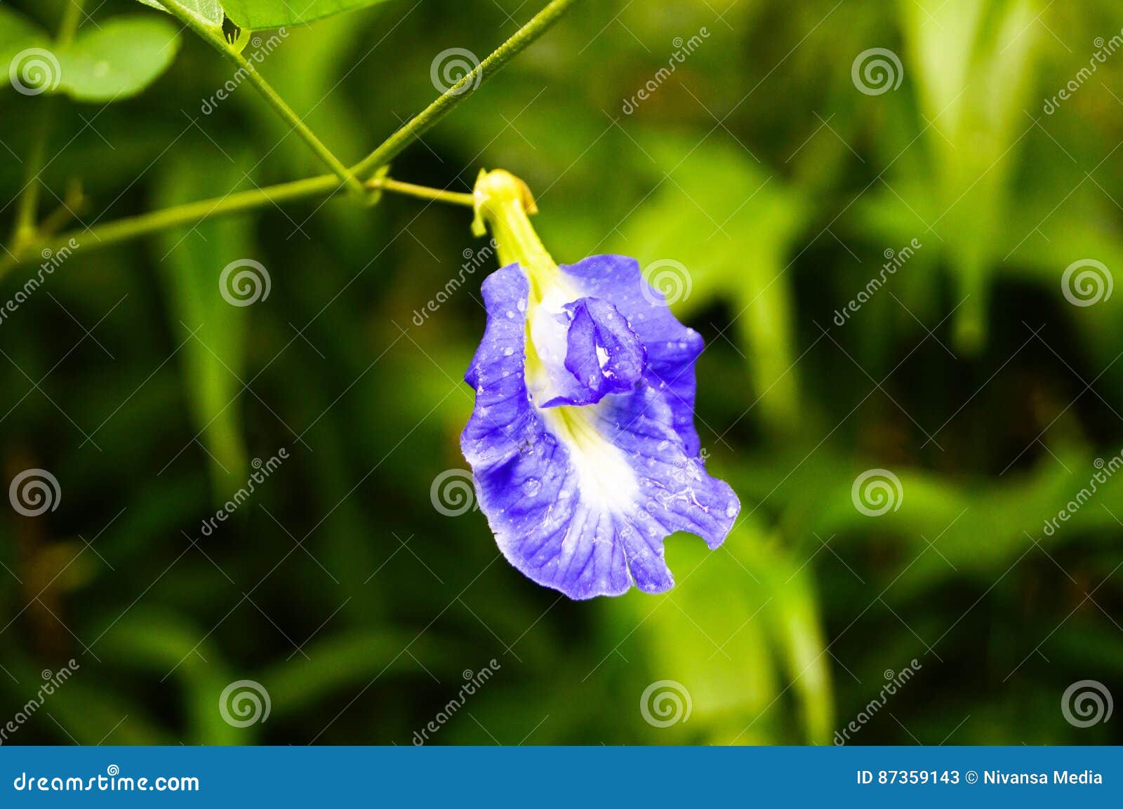 Flower stock image. Image of gardenflowers, color, kerala - 87359143