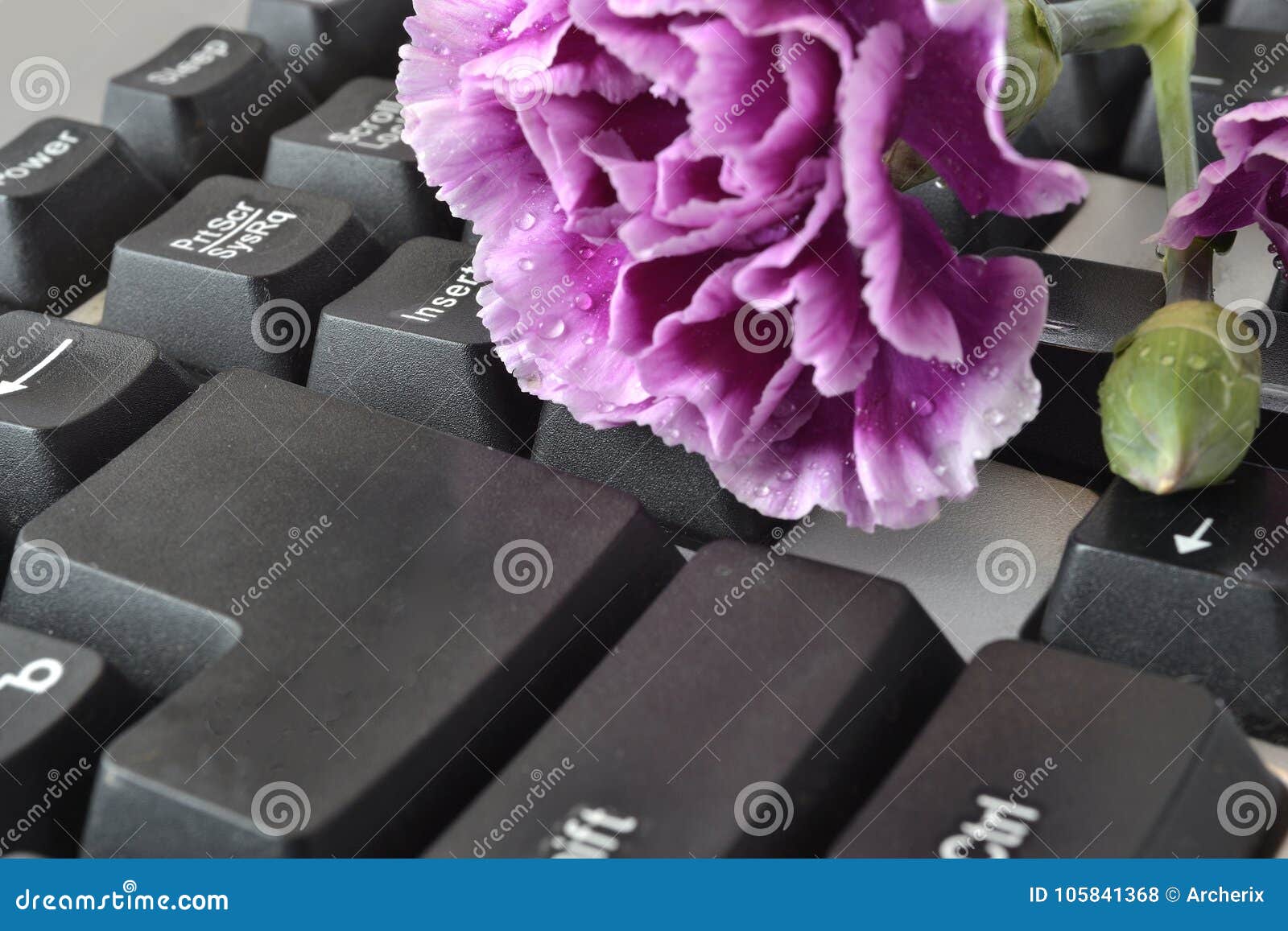 Flower on the keyboard stock photo. Image of compliment - 105841368