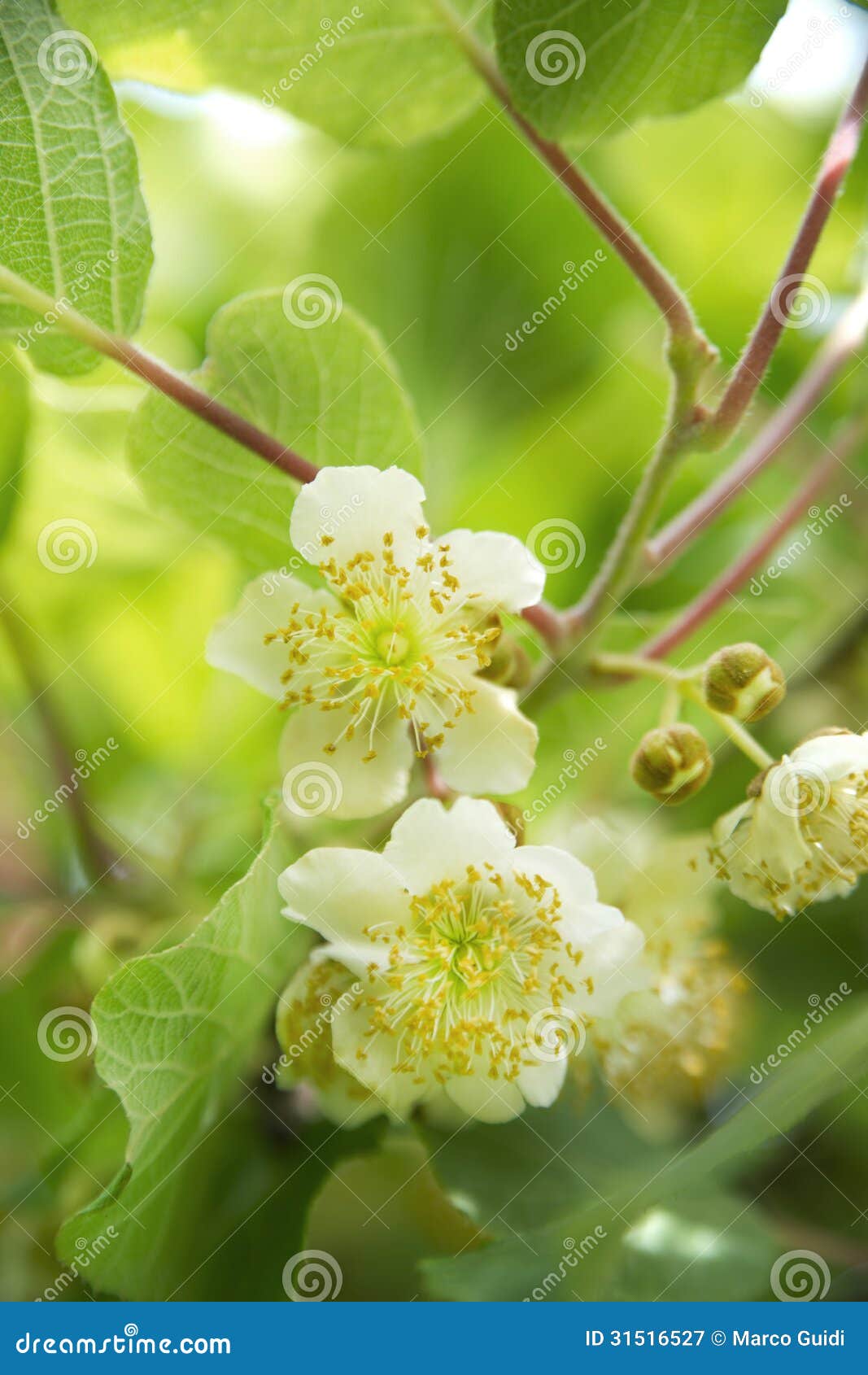 The Flower of Kiwi stock image. Image of branch, diet - 31516527
