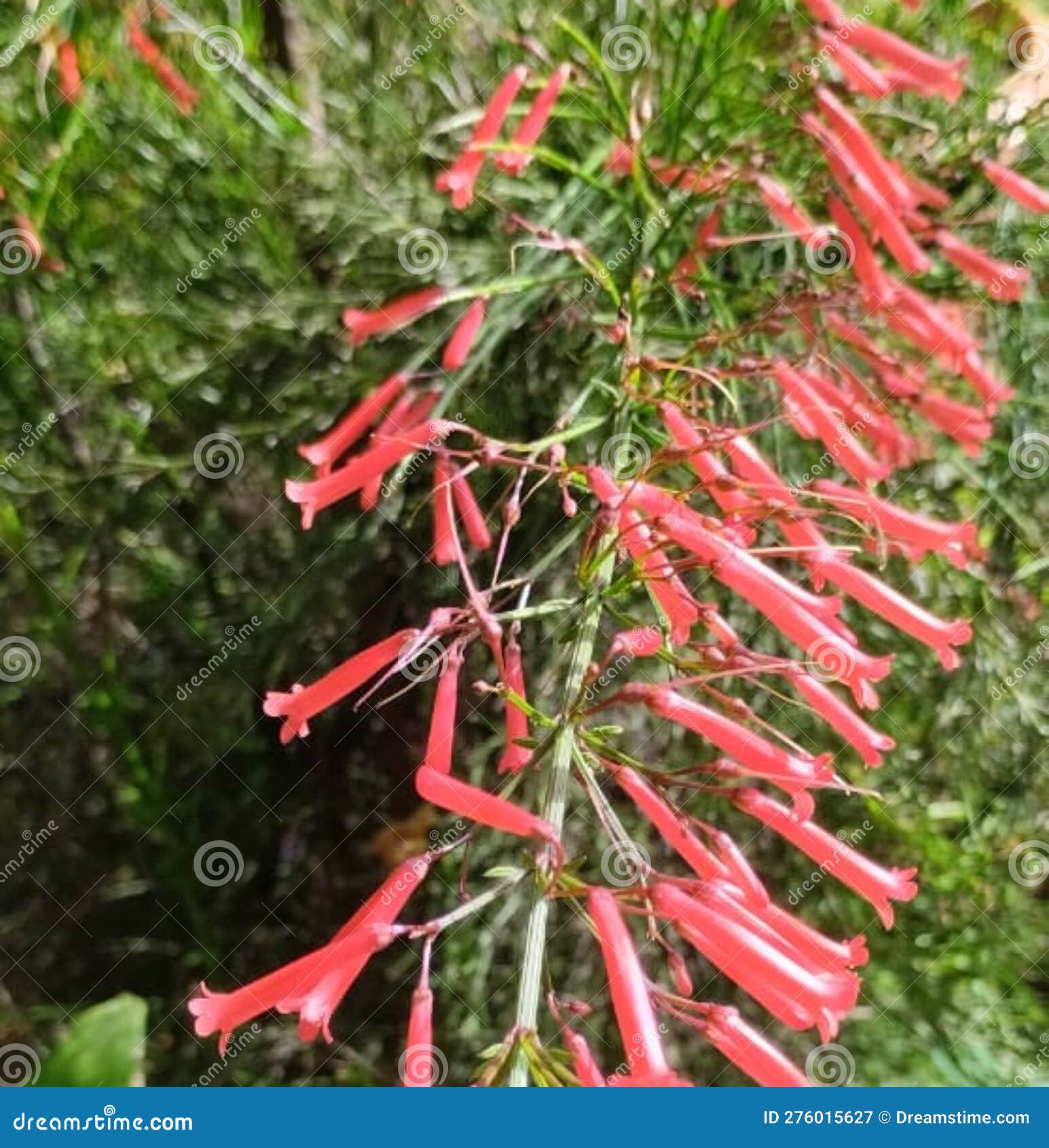 Flower Known As Red Coral Flower. Stock Image - Image of shrub, leaf ...