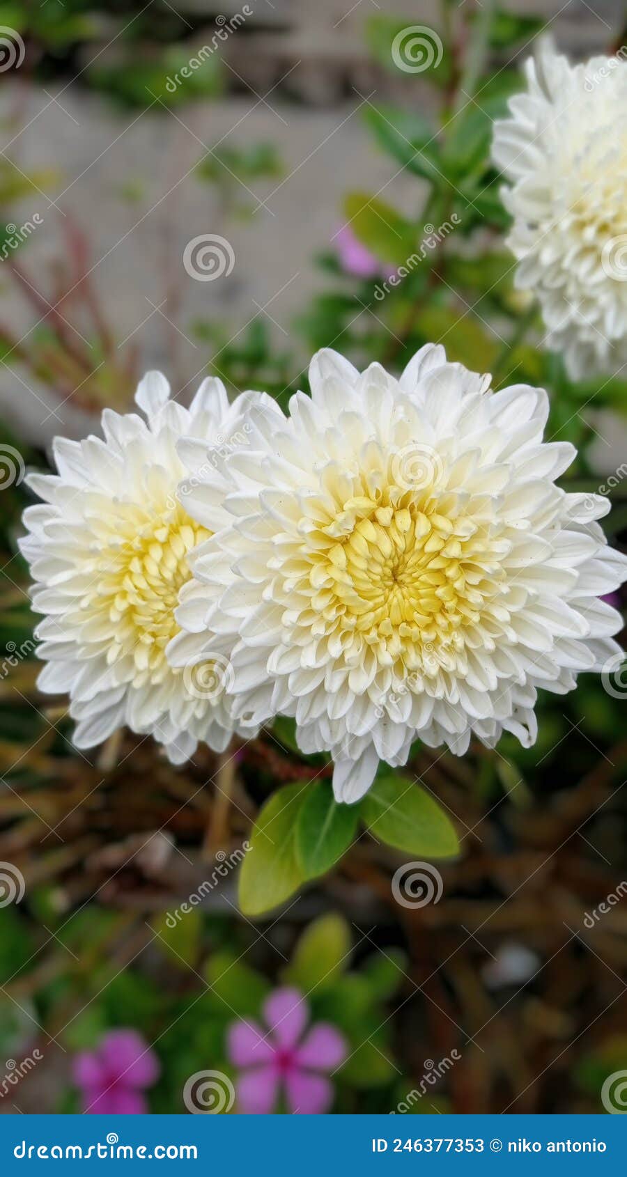 Flower Krisan Tropical Flower Stock Image - Image of dahlia, sunflower ...