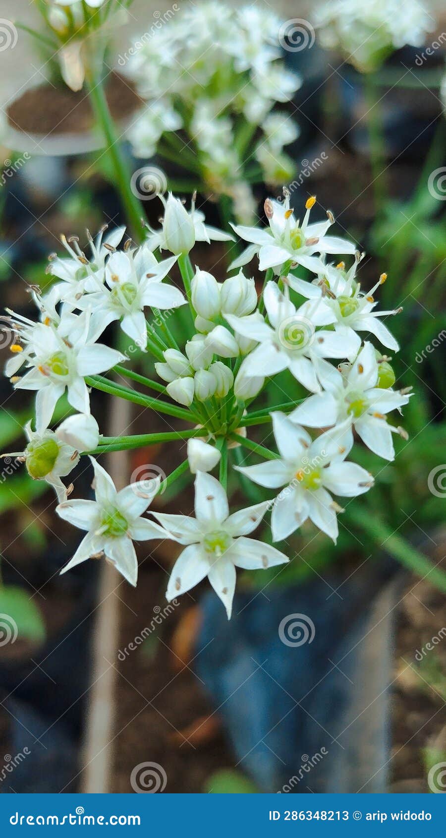 Flower, Kucai, Plant, Vegetable Stock Image - Image of flower ...
