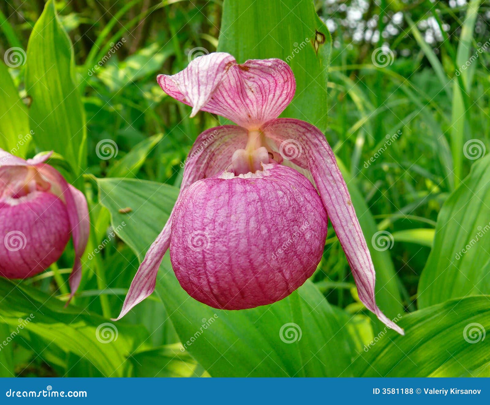 Flower of Lady s Slipper 7 stock photo. Image of grass - 3581188