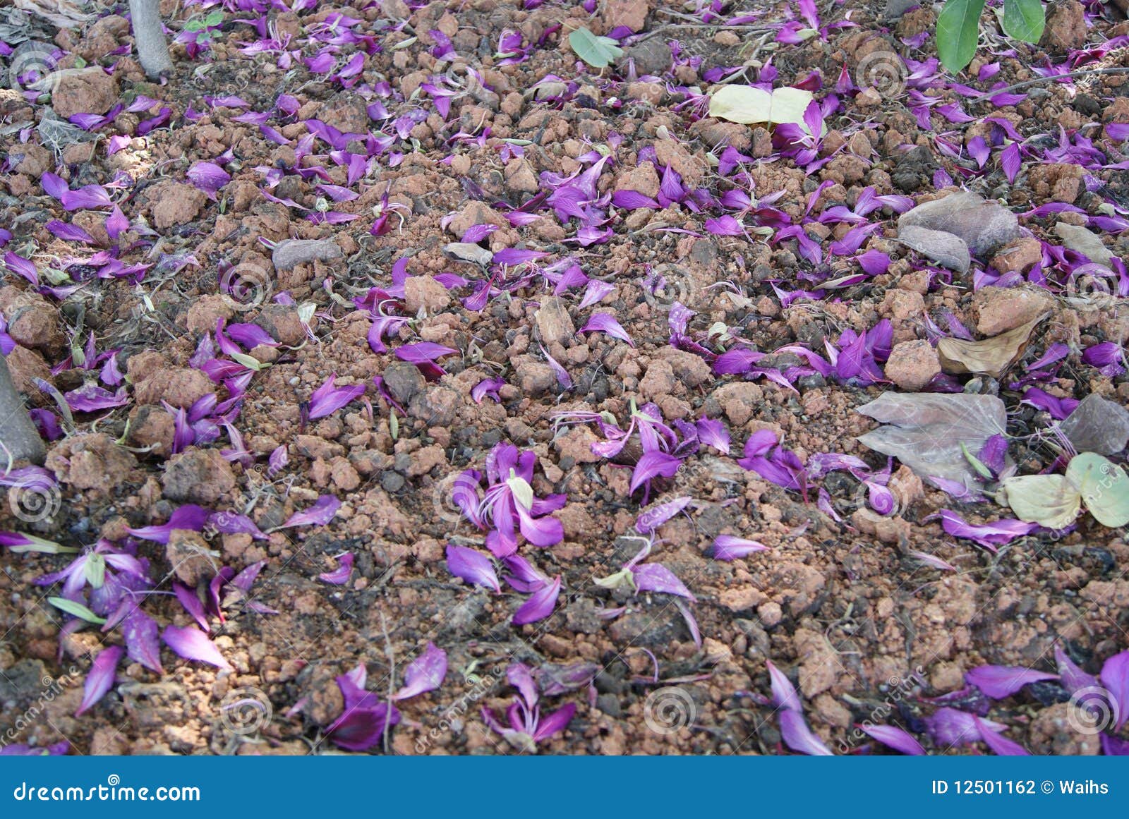 Flower Land stock photo. Image of planting, space, green - 12501162