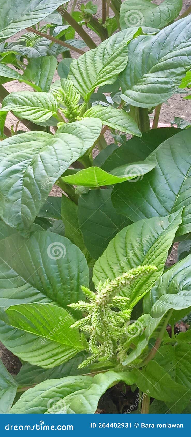 Flower, Landscape, Spinach,natural Stock Image - Image of spinachnatura ...