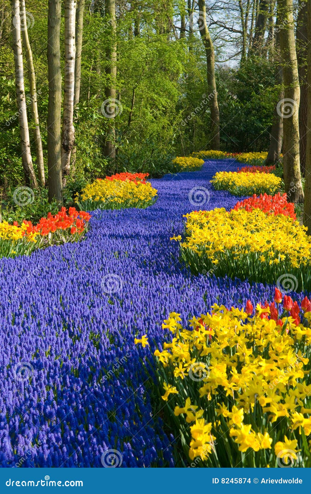 Flower lane stock photo. Image of mill, traditional, tulip - 8245874