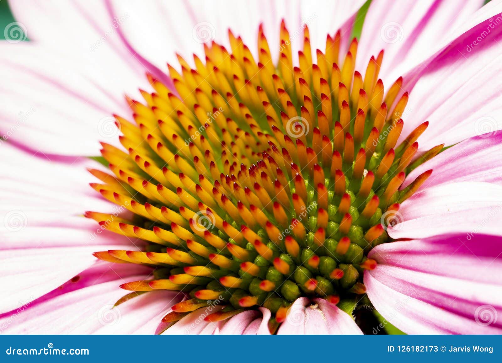 Flower stamen stock image. Image of stamens, plant, background - 126182173