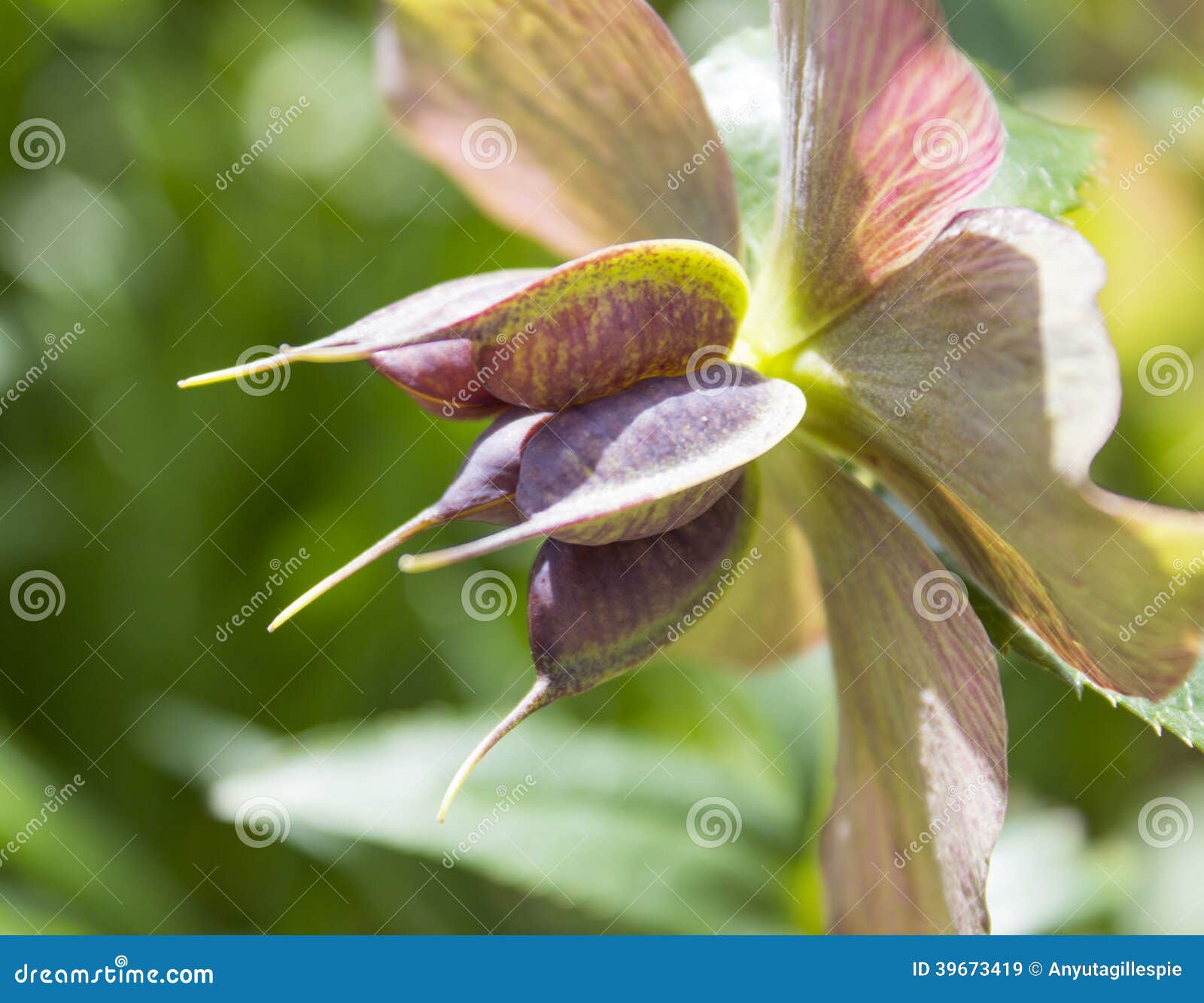 Flower in Lateral Perspective Stock Image - Image of fantastic, closeup ...