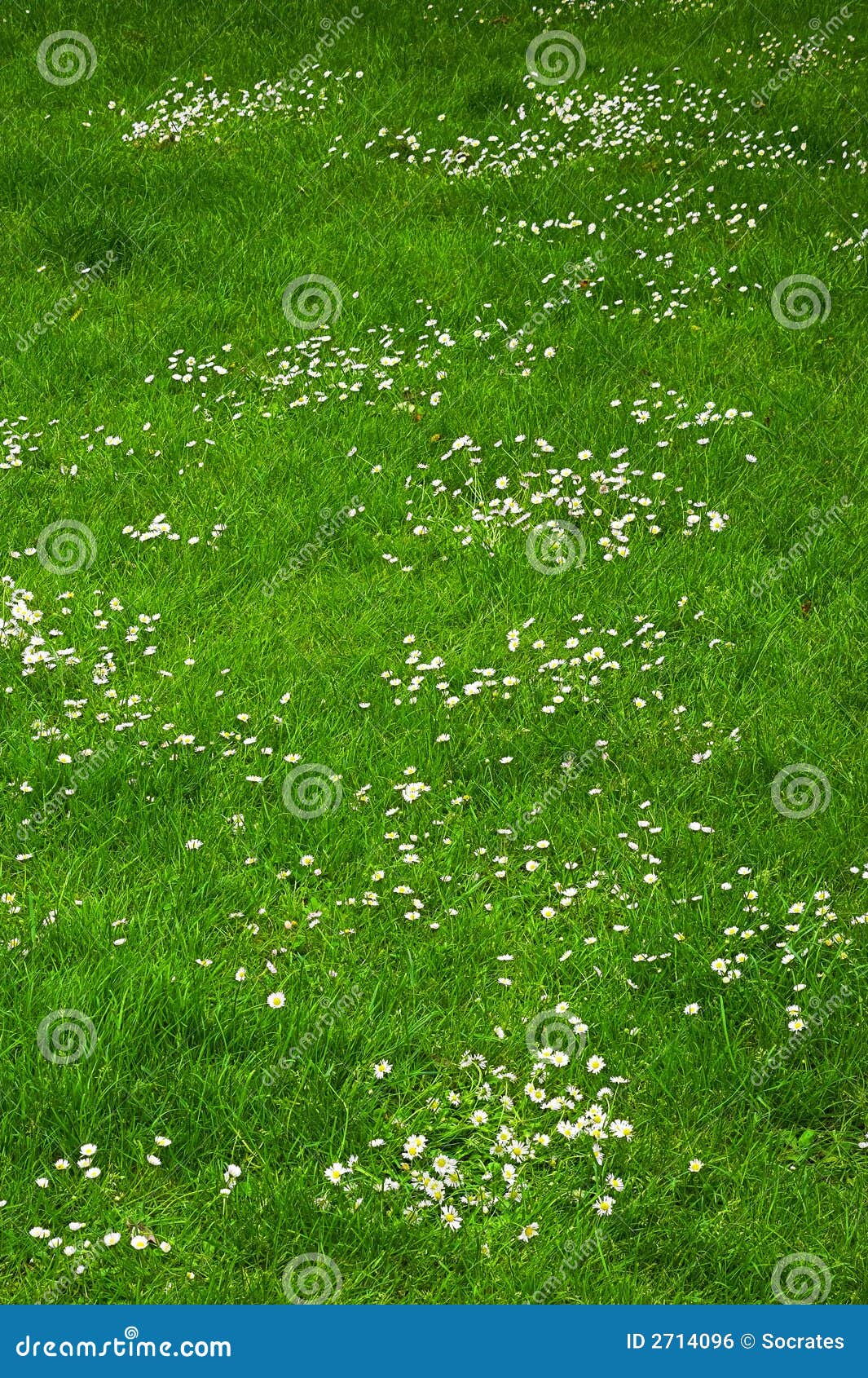Flower lawn stock photo. Image of close, meadow, herb - 2714096