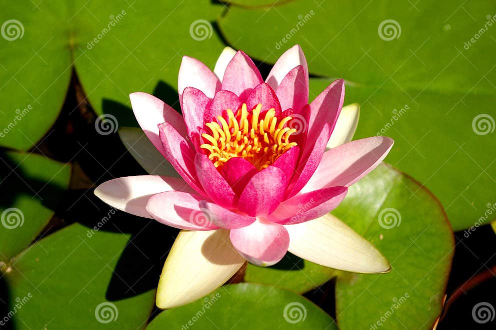 Flower and leaf stock image. Image of water, summer, blossom - 4688017
