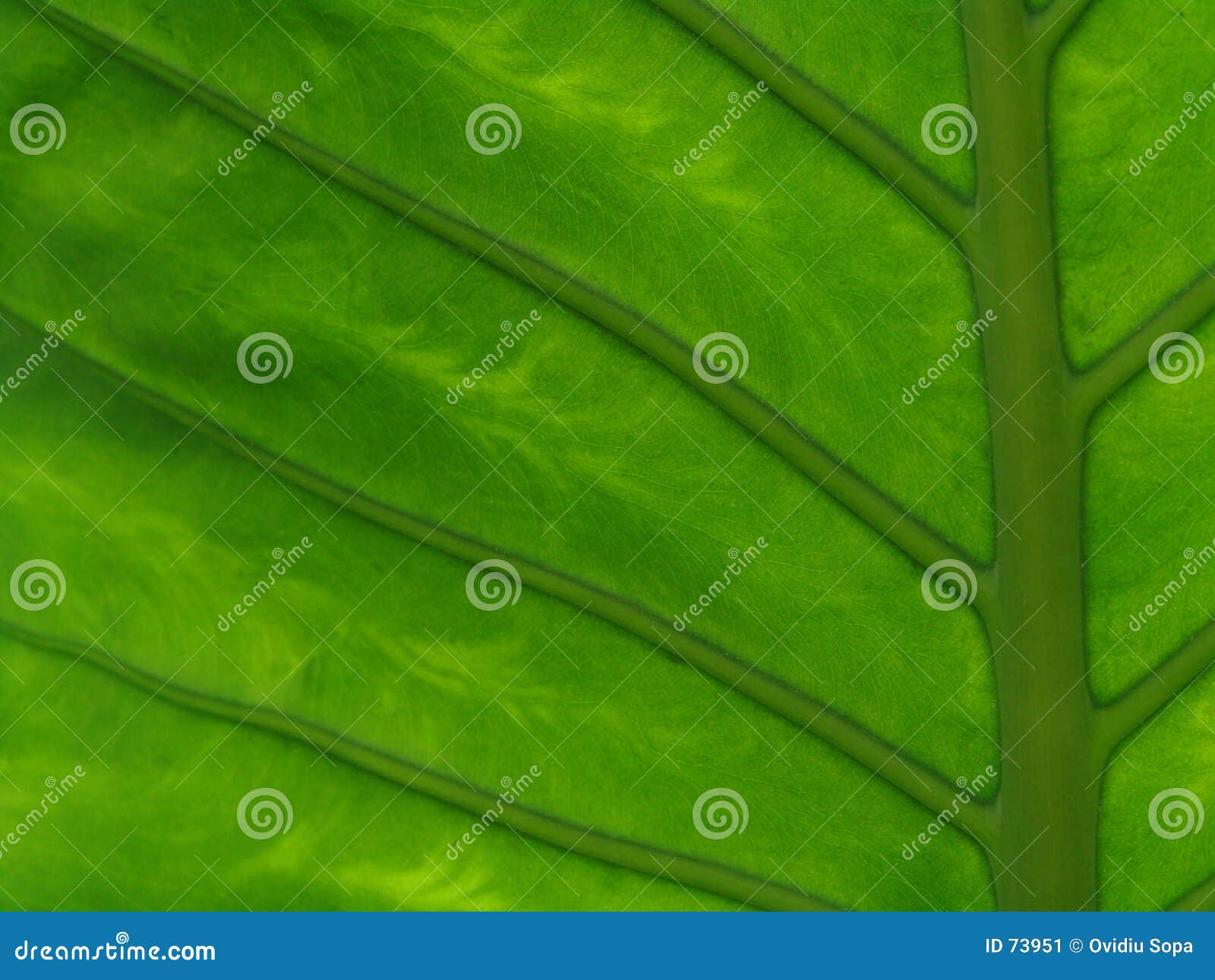 Flower leaf stock image. Image of arteries, spiral, crossing - 73951