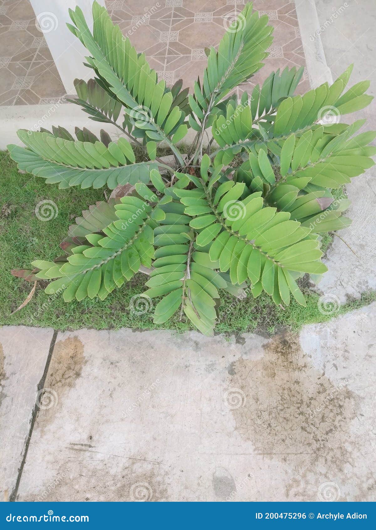 Flower leaf alive ðŸ’ ðŸŒº stock photo. Image of shrub - 200475296