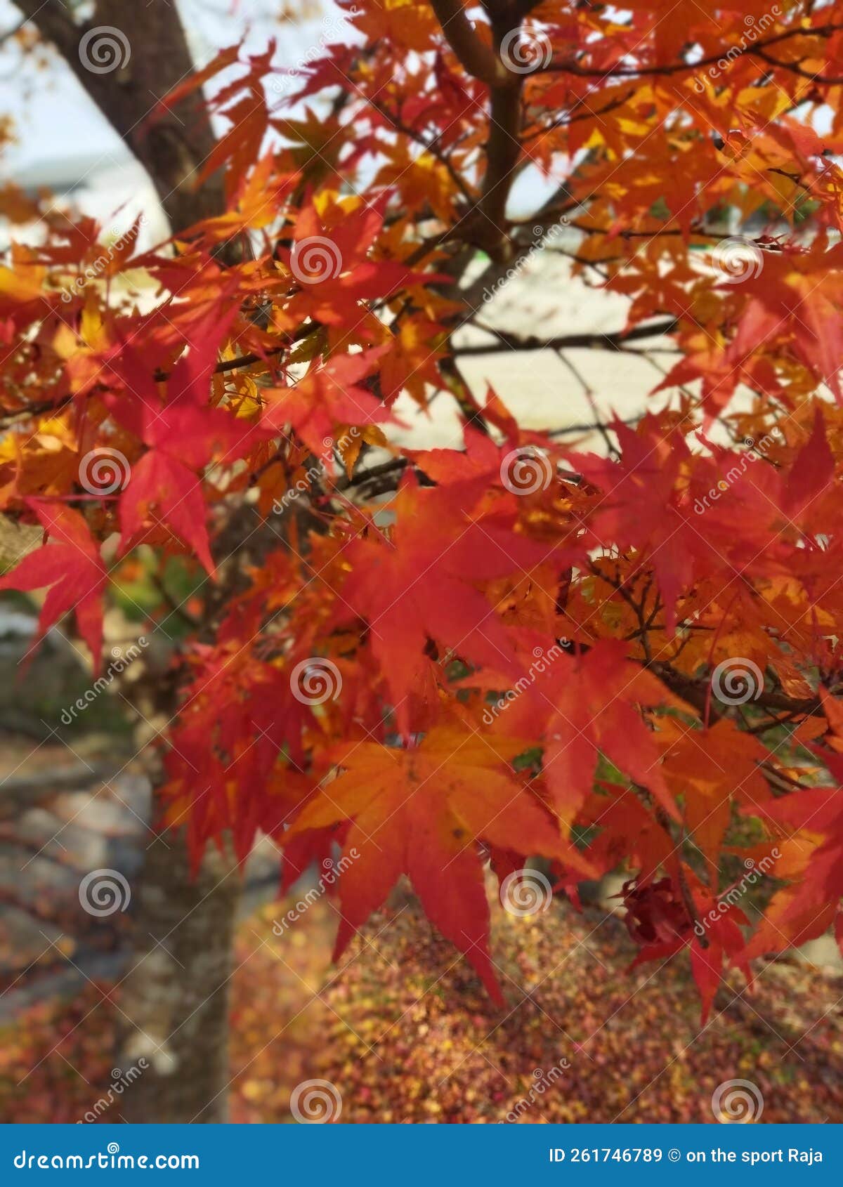 Flower Leaf is Like a Live Tobe Full Collor Stock Image - Image of ...