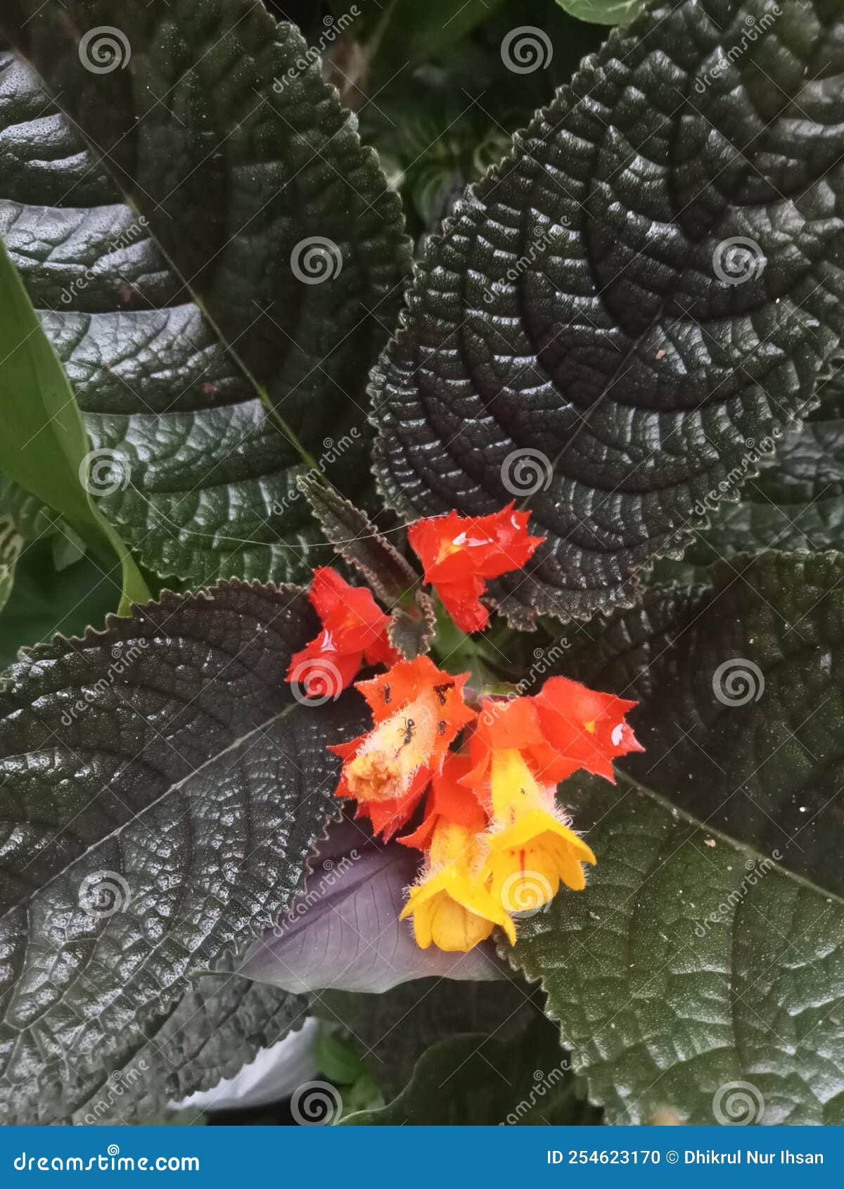 Flower Leaf Plant Tree Produce Autum Stock Photo - Image of food, plant ...