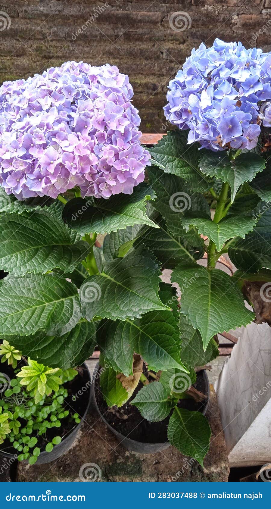 Flower Leaf Purple Hortensia Hydrangea Stock Photo - Image of leaf ...