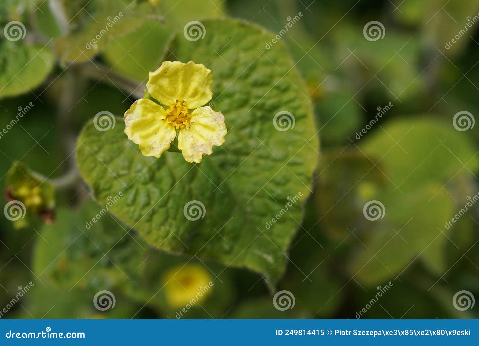 Flower and Leaf of Saruma, Close-up and Copy Space Stock Image - Image ...