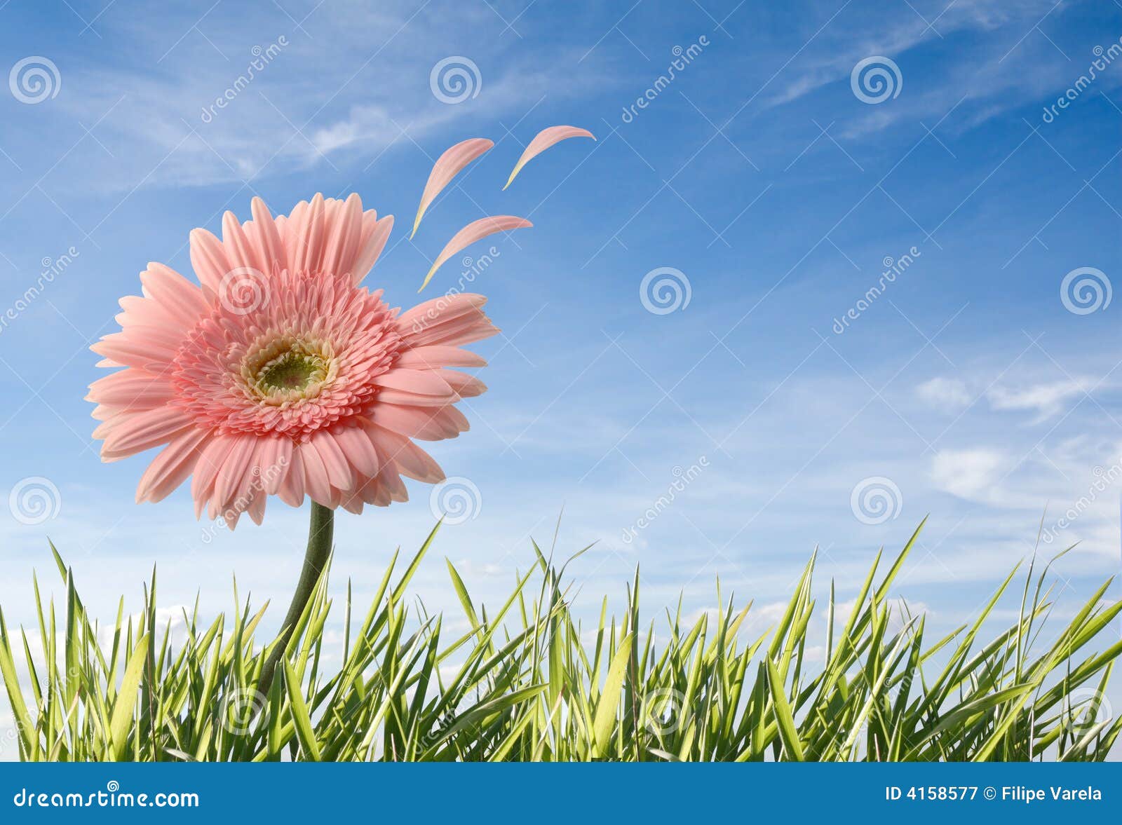 Flower with leafs flying stock image. Image of congratulation - 4158577