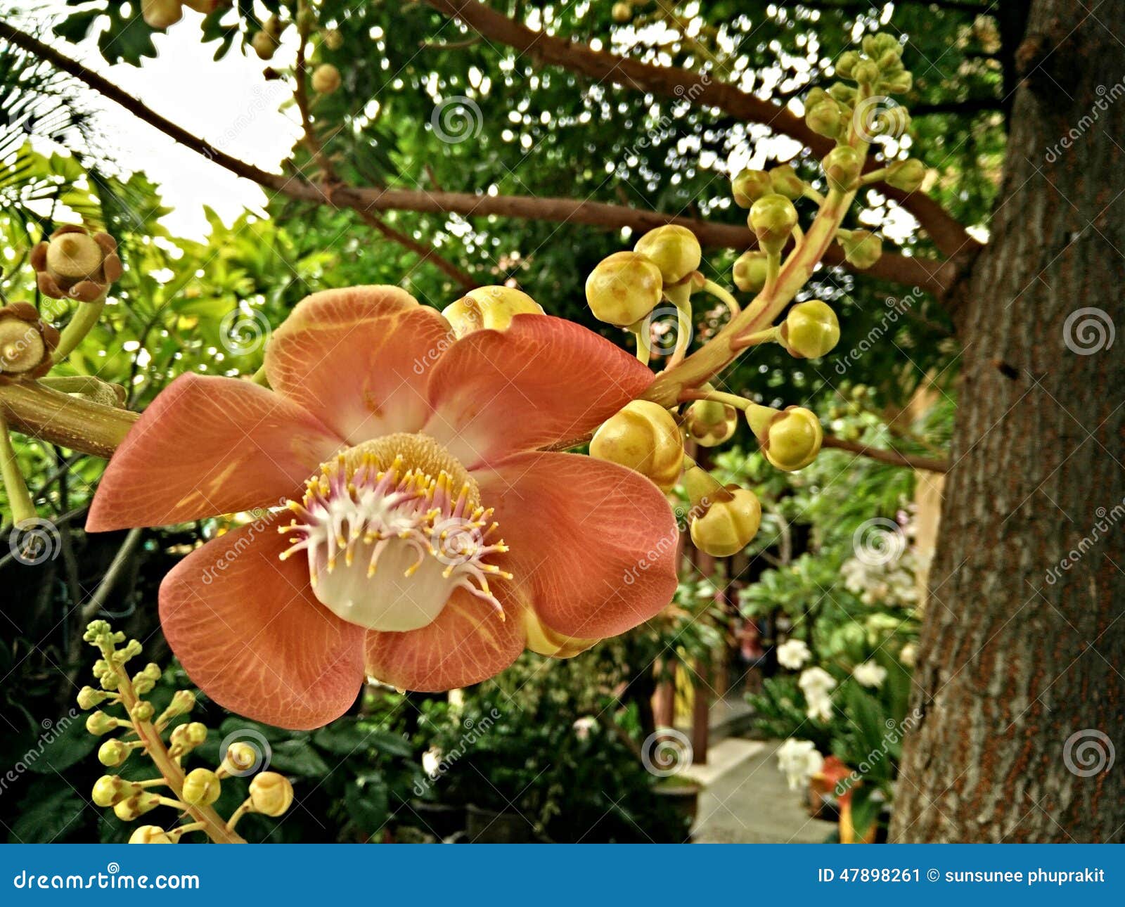 Flower,leave stock image. Image of sara, history, flowerleave - 47898261