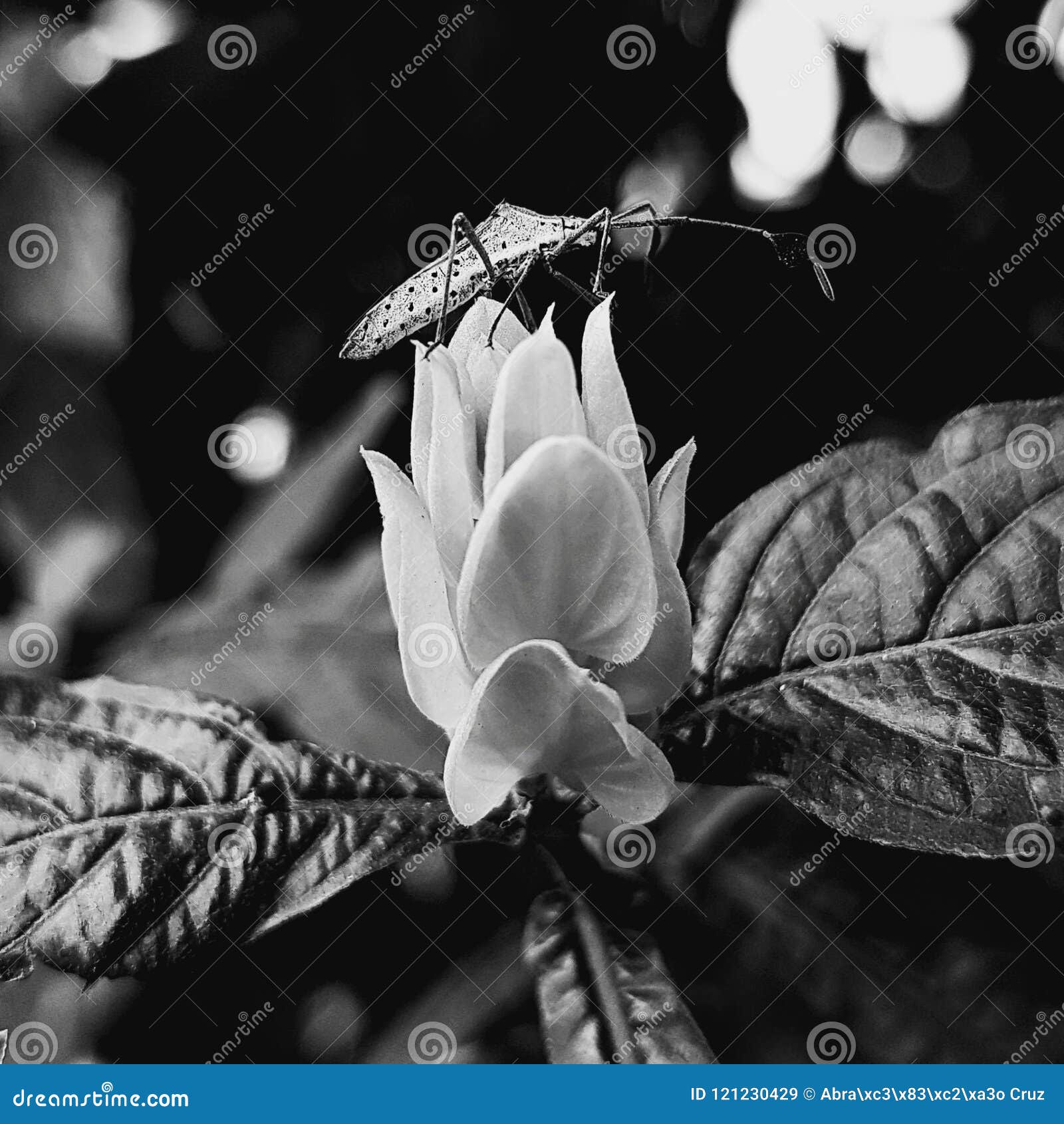 Flower in bw stock image. Image of leaves, monochromatic - 121230429