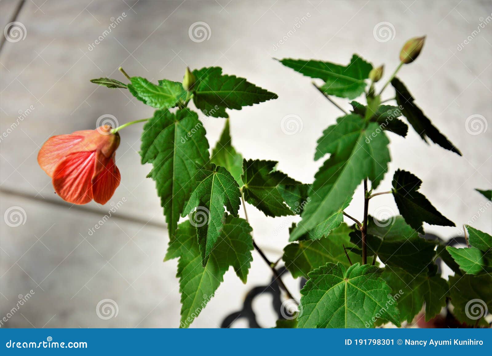 The Leaves and Flower of Abutilon Striatum Stock Image - Image of sweet ...
