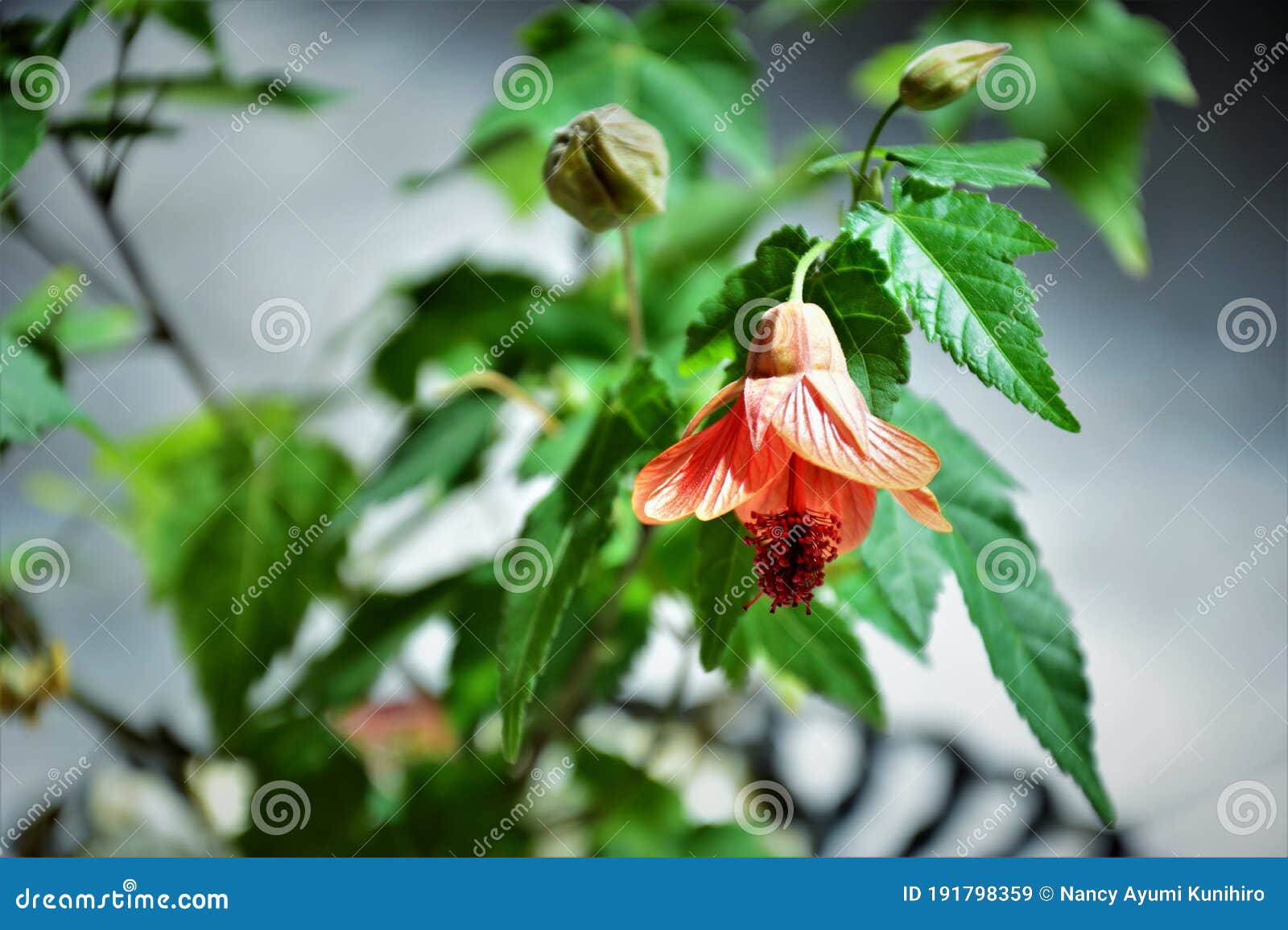 The Beautiful Red Bell Flower of Abutilon Striatum Stock Image - Image ...