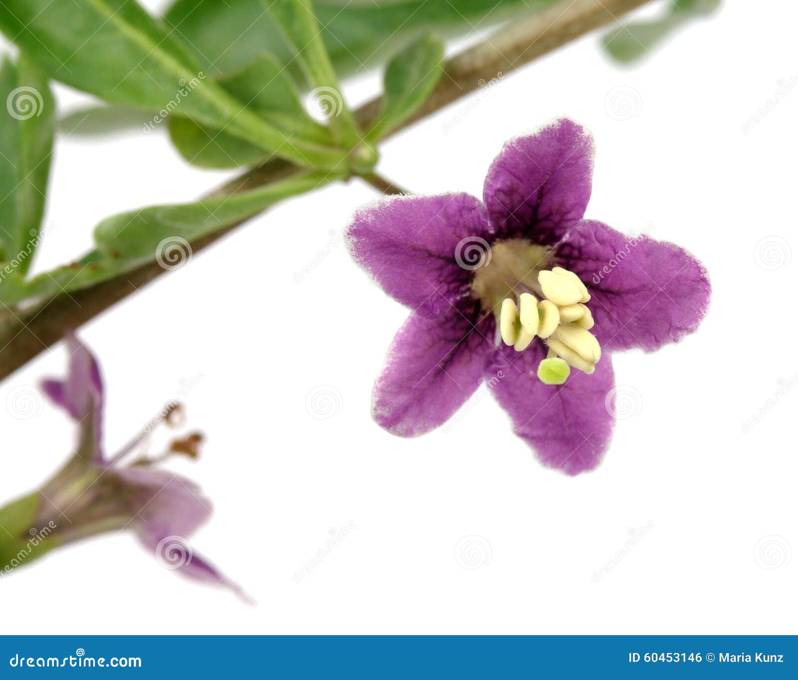 Flower and leaves goji. stock photo. Image of flower - 60453146