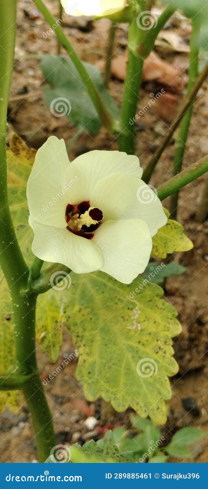 Flower stock image. Image of flower, ledis, morning - 289885461