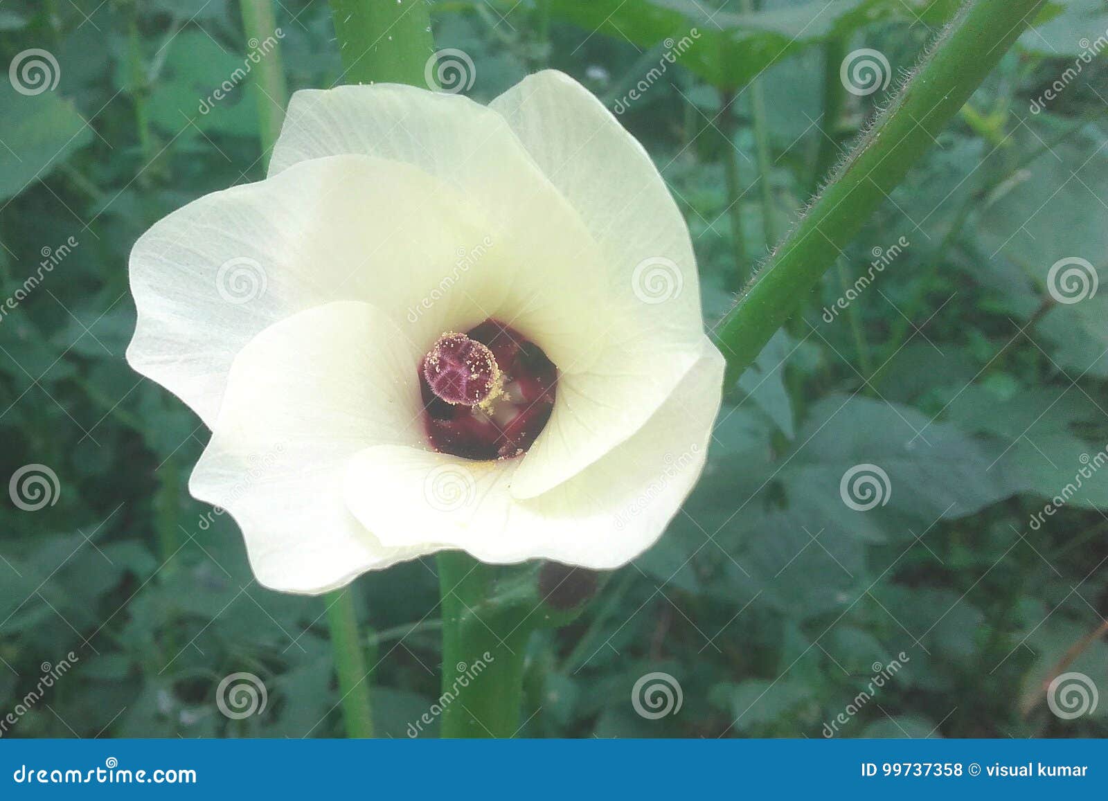 Flower stock photo. Image of green, ledish, finger, india - 99737358