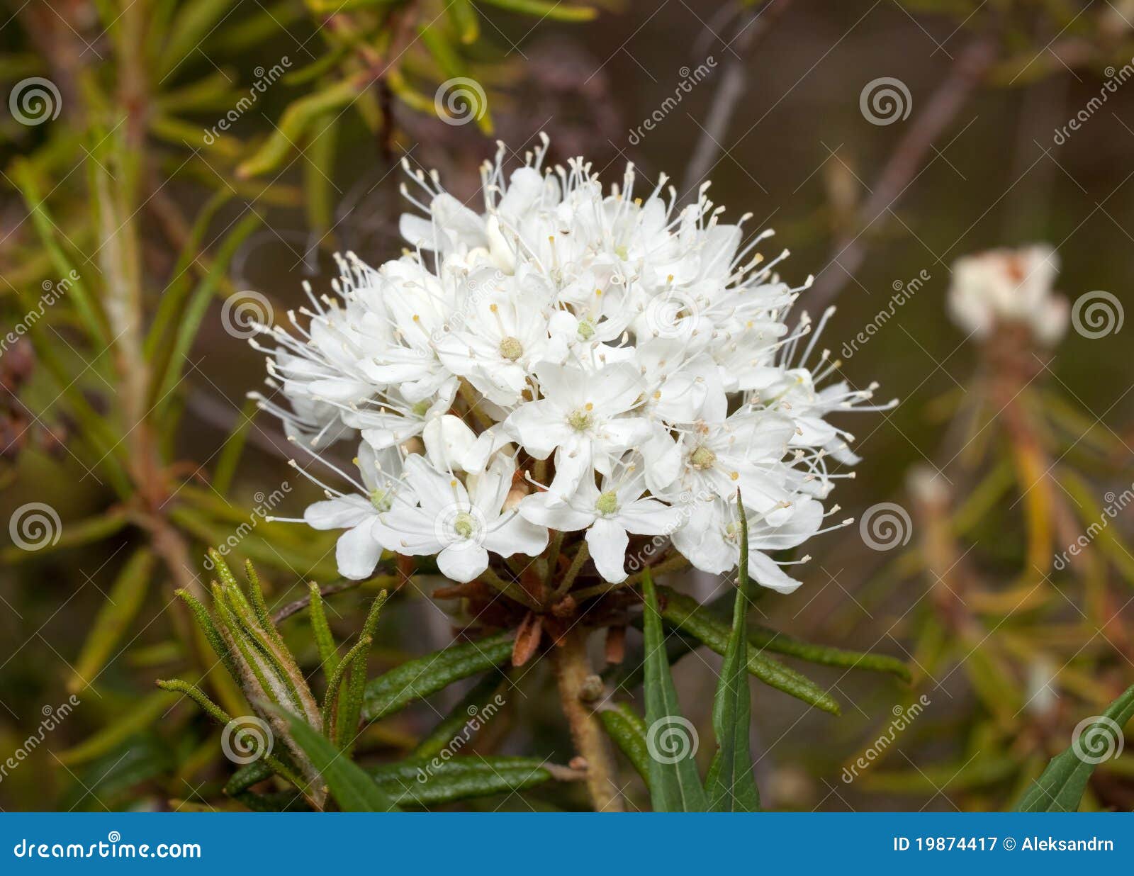 Flower ledum (Ledum) stock image. Image of texture, uncultivated - 19874417