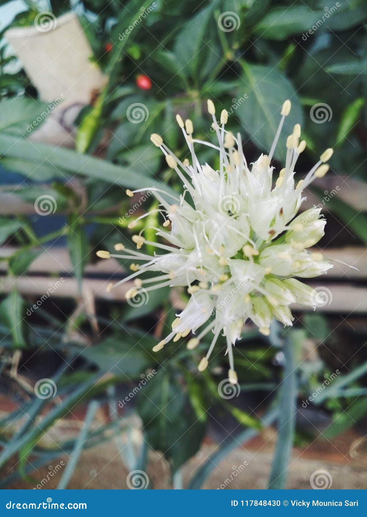 The flower of leek stock photo. Image of pada, bawang - 117848430