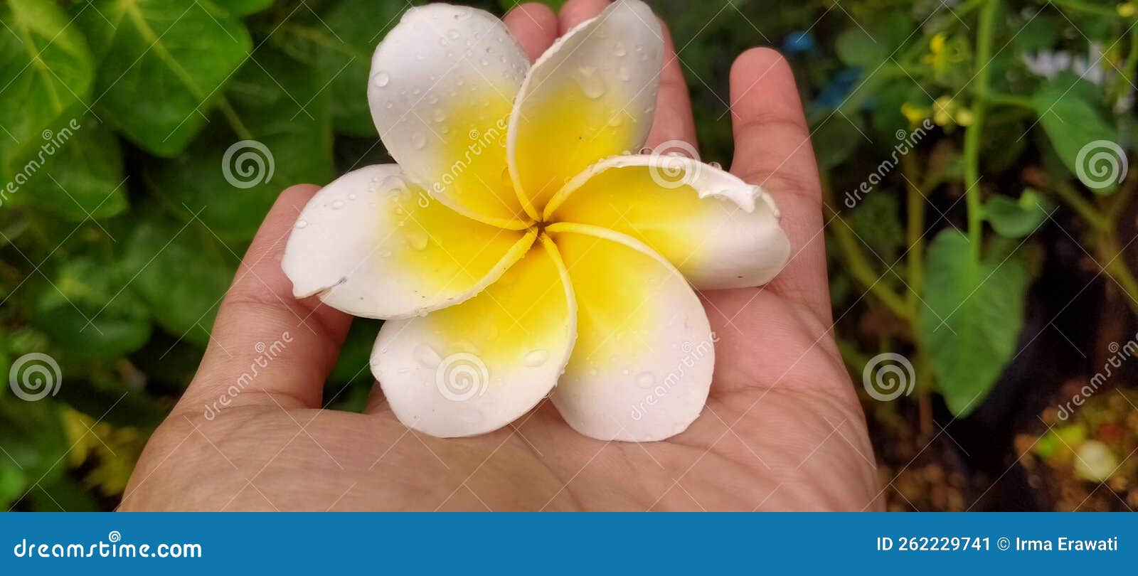 Flower on the left hand stock image. Image of hand, flower - 262229741