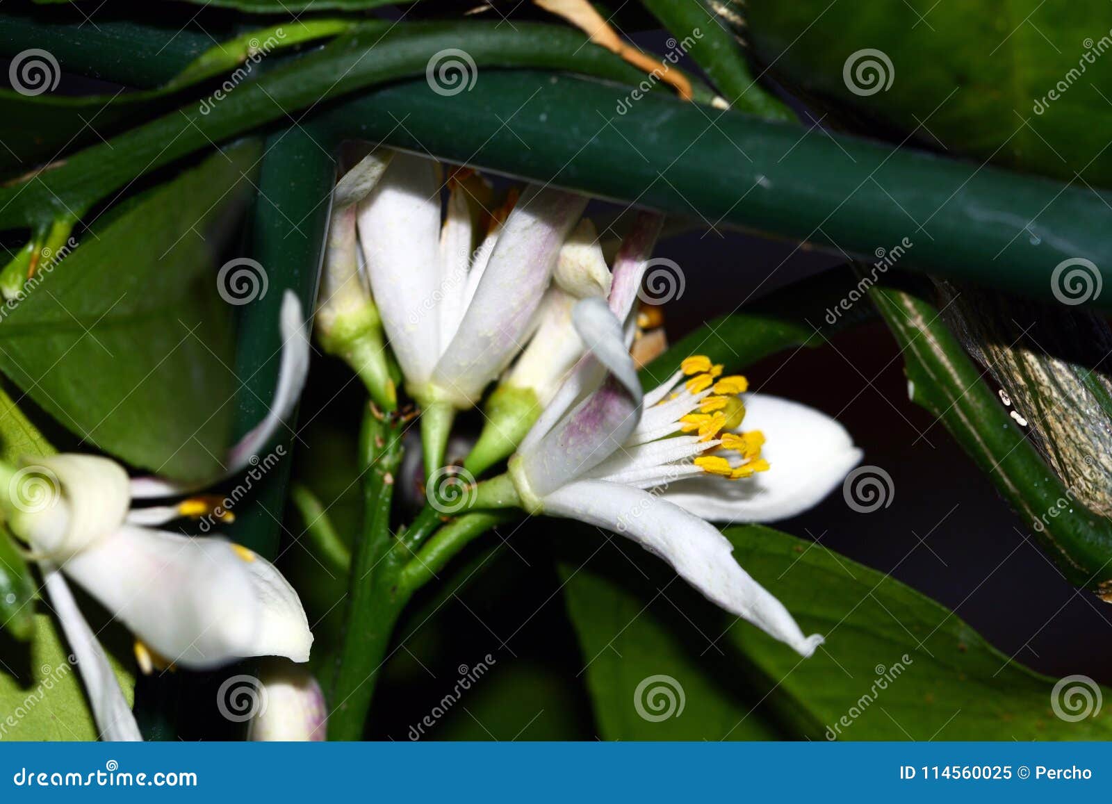 Flower of a lemon tree stock image. Image of citrus - 114560025