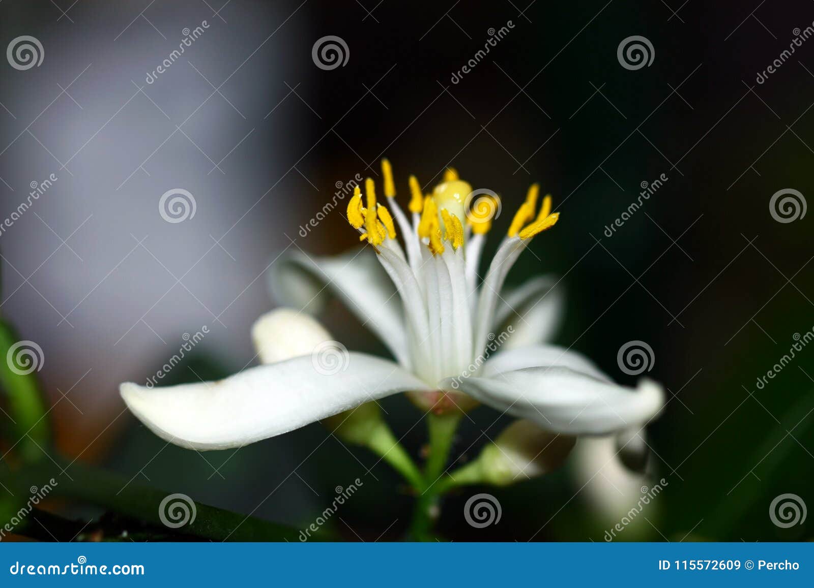 Flower of a lemon tree stock image. Image of healthy - 115572609